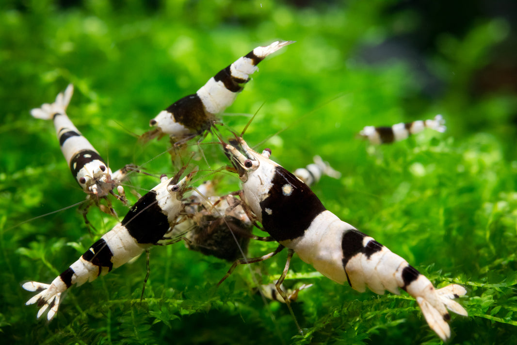 Live Freshwater Shrimp for Sale in Canada – Cherry Shrimp Canada