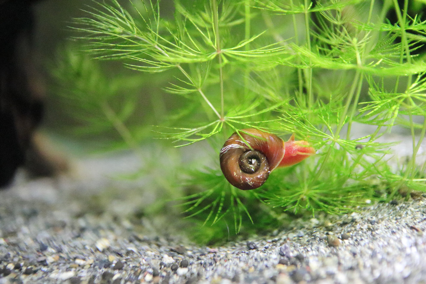 Rams Horn Snails – Cherry Shrimp Canada