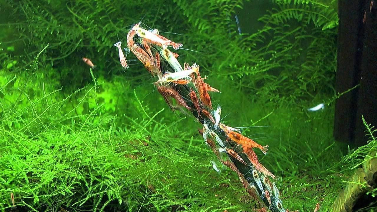 Colony Starter Kit --- 20 Shrimps – Cherry Shrimp Canada