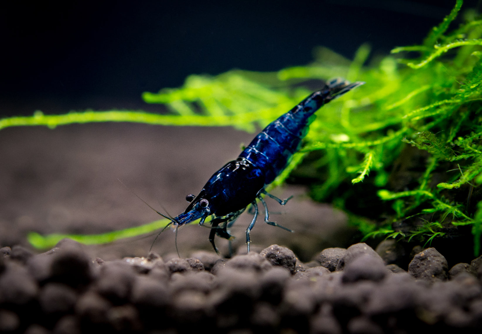 Colony Starter Kit --- 20 Shrimps – Cherry Shrimp Canada