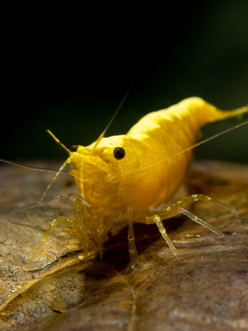 Live Freshwater Shrimp for Sale in Canada – Cherry Shrimp Canada