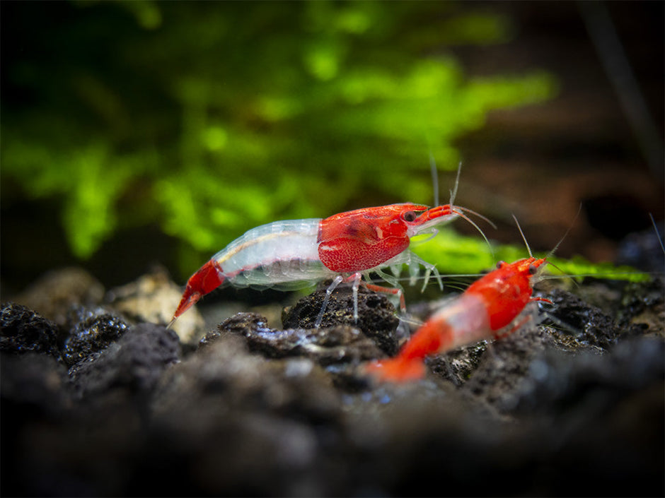 Live Freshwater Shrimp for Sale | Premium Genetics & Express Shipping ...